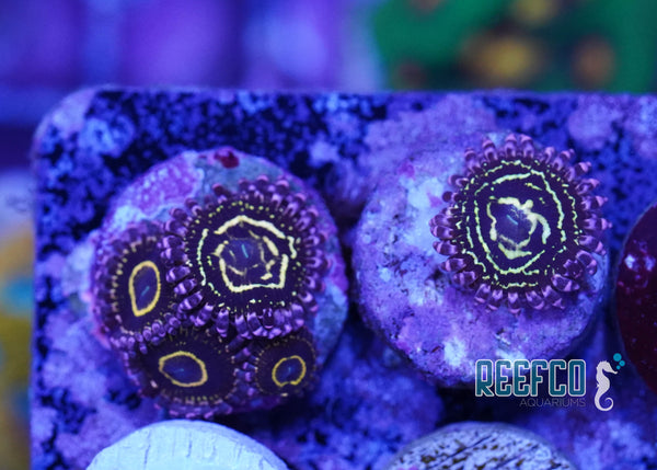 Stratosphere Zoanthid – Reefco Aquariums