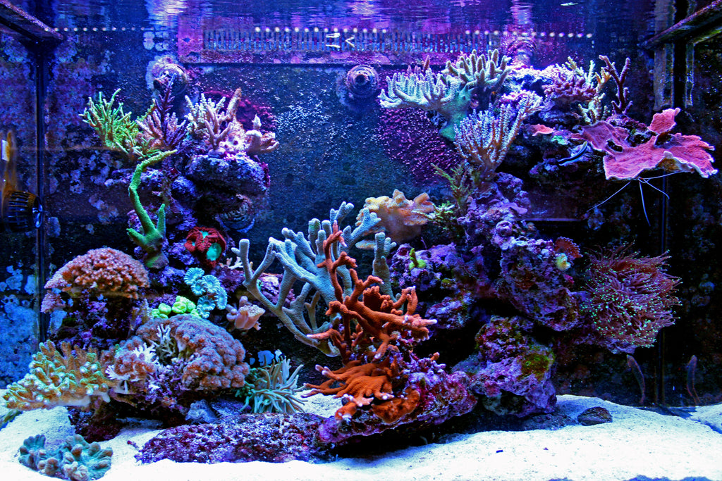 Dosing Bacteria In A Reef Tank – Reefco Aquariums