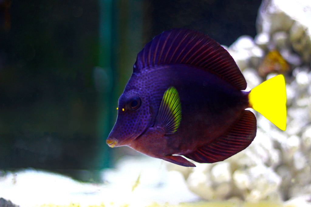 How To Safely Catch Your Aquarium Fish? – Reefco Aquariums