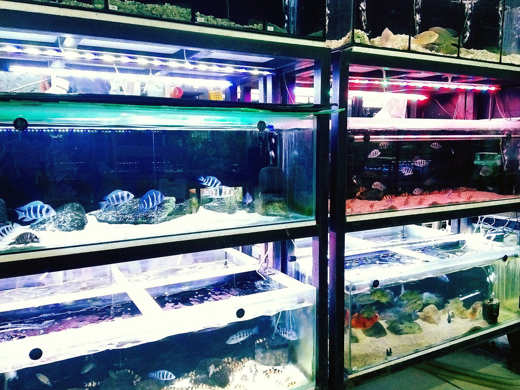 Reefco Aquariums | PAR Levels for Corals (SPS, LPS, Soft Corals)