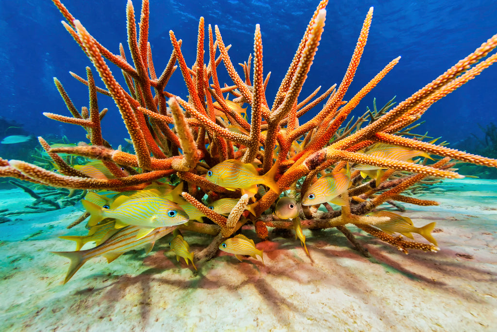 5 Saltwater Cleaning Fish For Aquariums – Reefco Aquariums