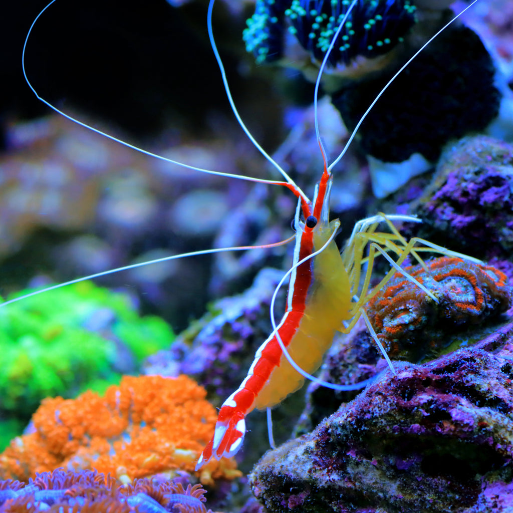 What Is The Easiest Shrimp To Breed In A Saltwater Aquarium? – Reefco ...