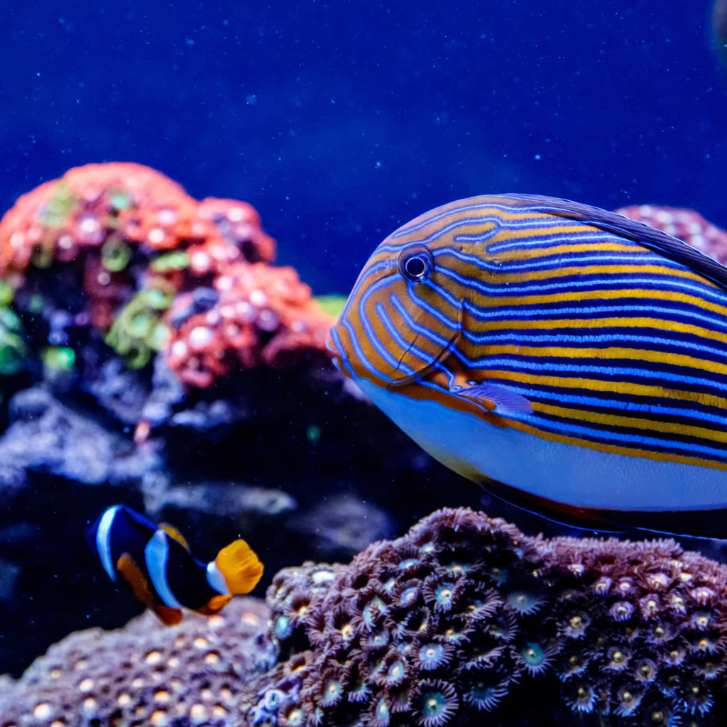 Can You Speed Up The Cycling Process In Aquariums | Reefco Aquariums