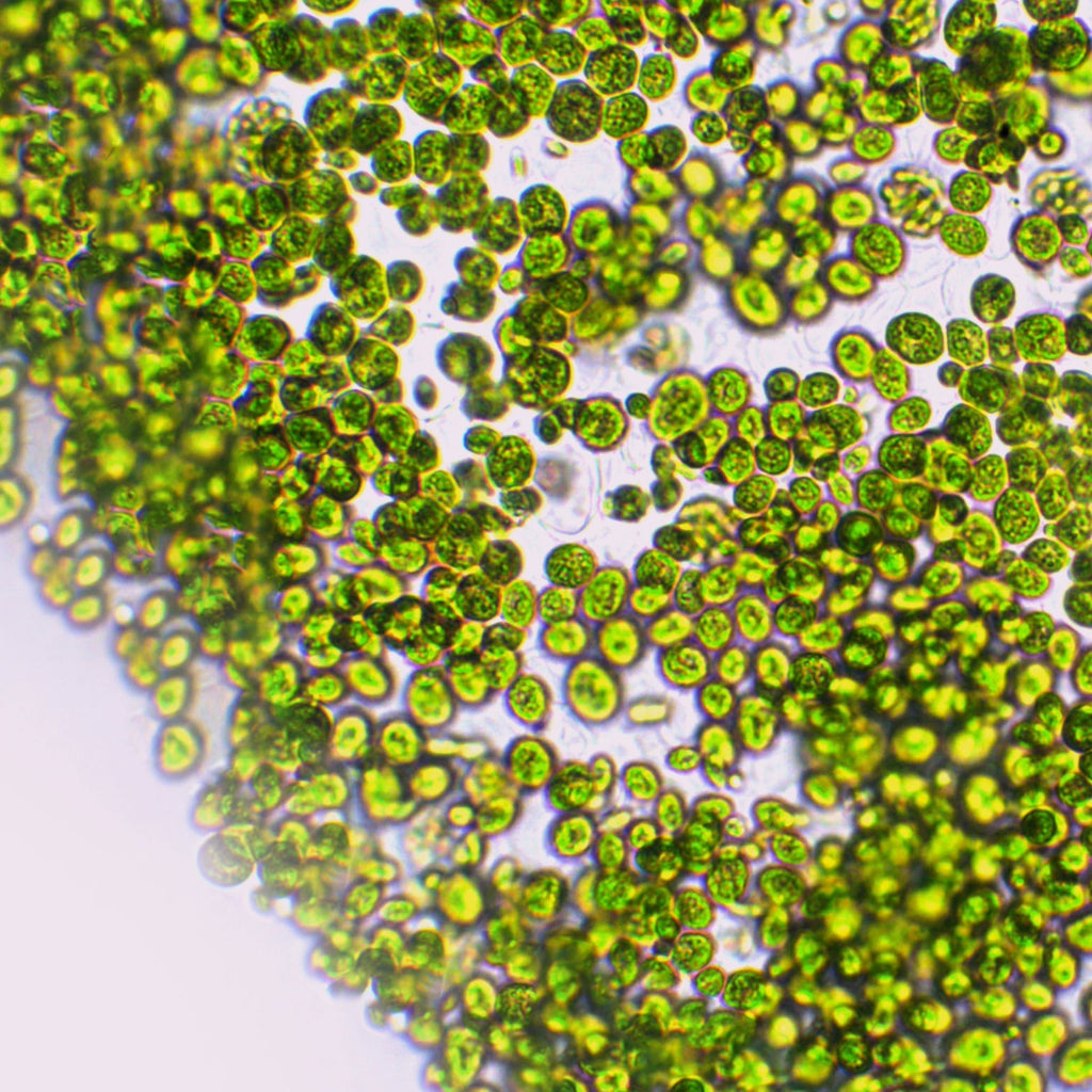 Reefco Aquariums | Tetraselmis Chui: A Functional Food