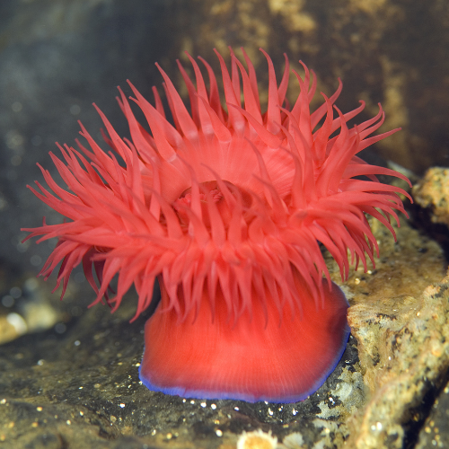 Anemones For Saltwater Aquariums – Reefco Aquariums