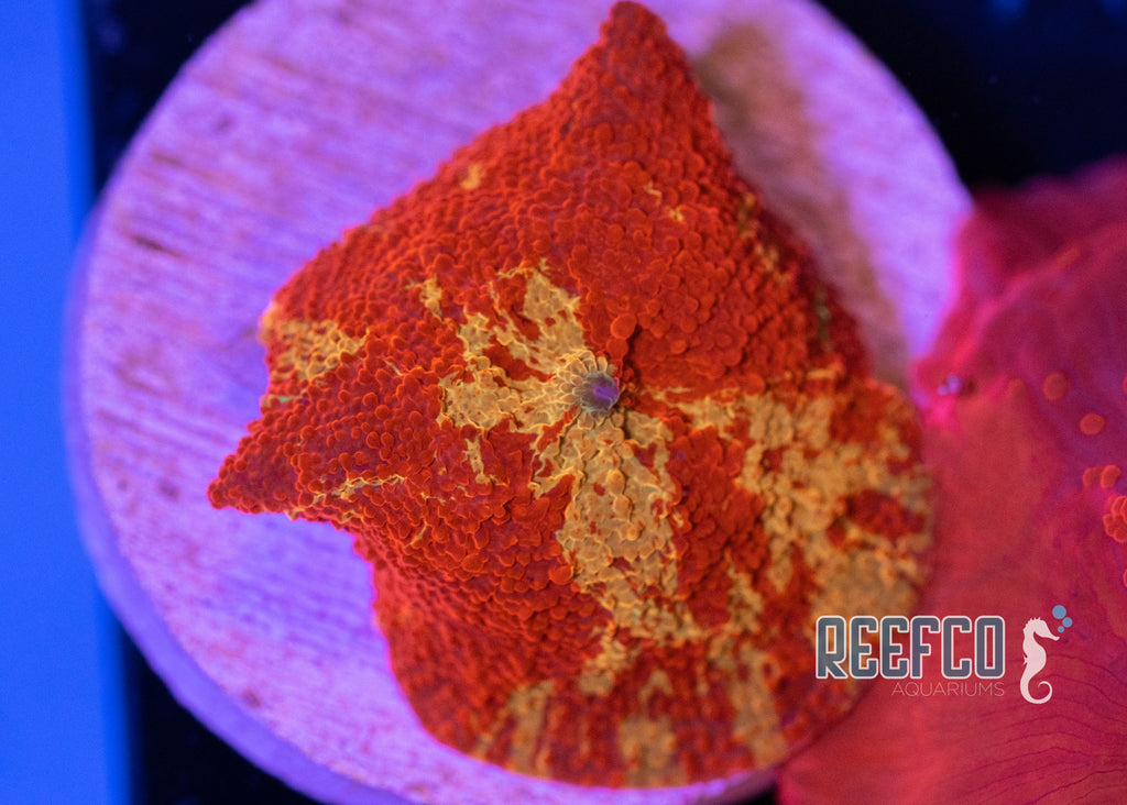 Mushroom Coral Care Guide – Reefco Aquariums