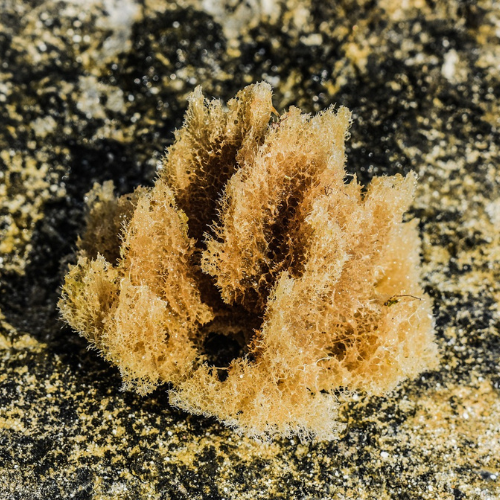 Are Pineapple Sponges A Problem For Saltwater Aquariums? – Reefco Aquariums