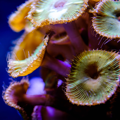 A Guide To Saltwater Aquarium Water Chemistry & Parameters – Reefco ...