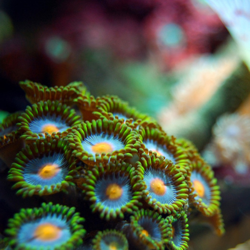 Zoanthid Coral Care Guide – Reefco Aquariums