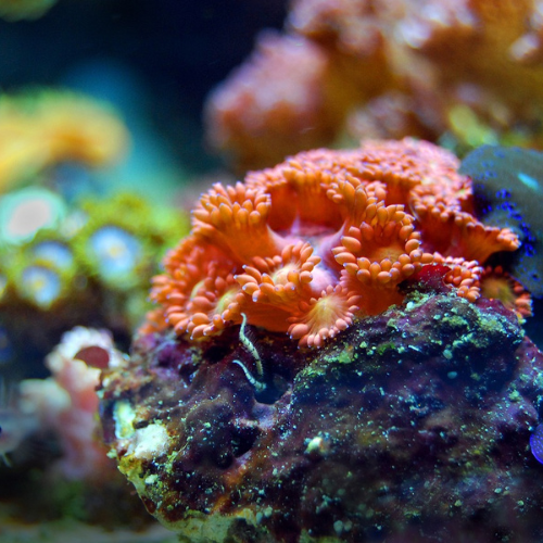 A Complete Guide To Fragging Corals – Reefco Aquariums