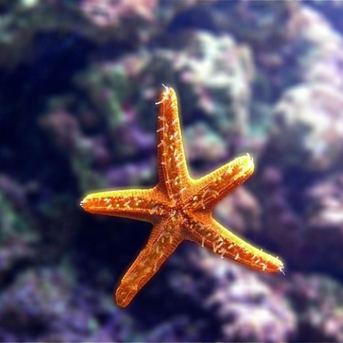 reef starfish