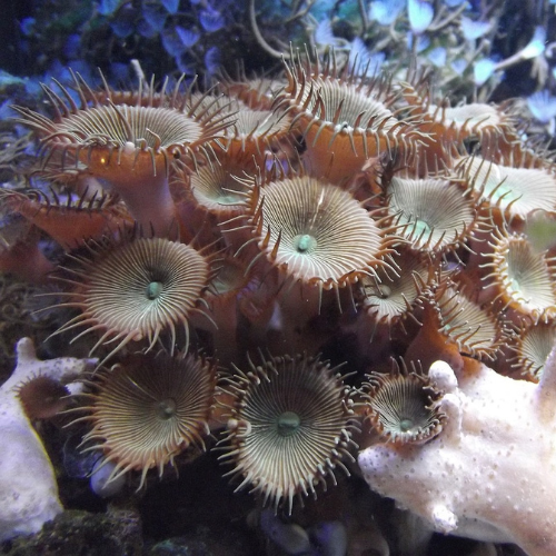 brown zoanthids