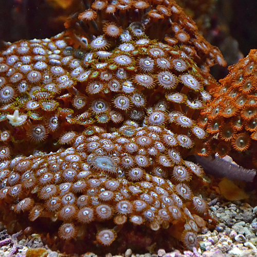 How To Create An Epic Zoa Garden? – Reefco Aquariums