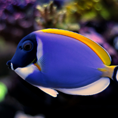 Top 6 Tangs For Reef Tank – Reefco Aquariums