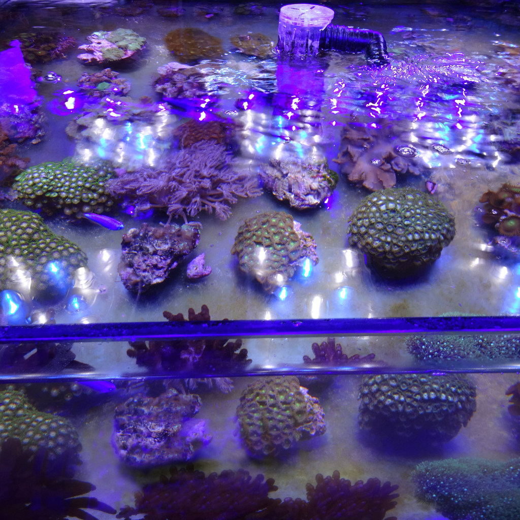 The Secrets Of Building A Breathtaking Coral Farm Of Your Own! – Reefco ...