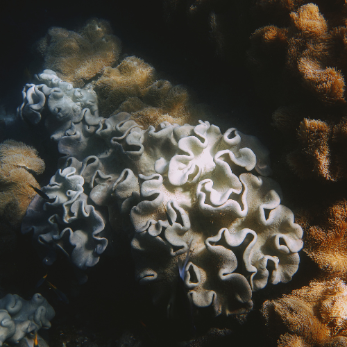 Common Coral Diseases And How To Treat Them – Reefco Aquariums