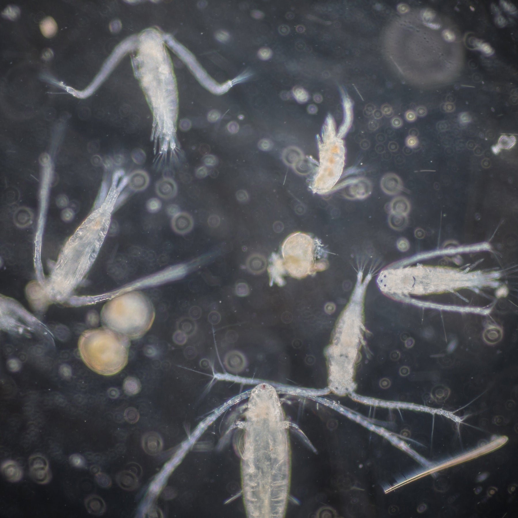 Plankton Fish