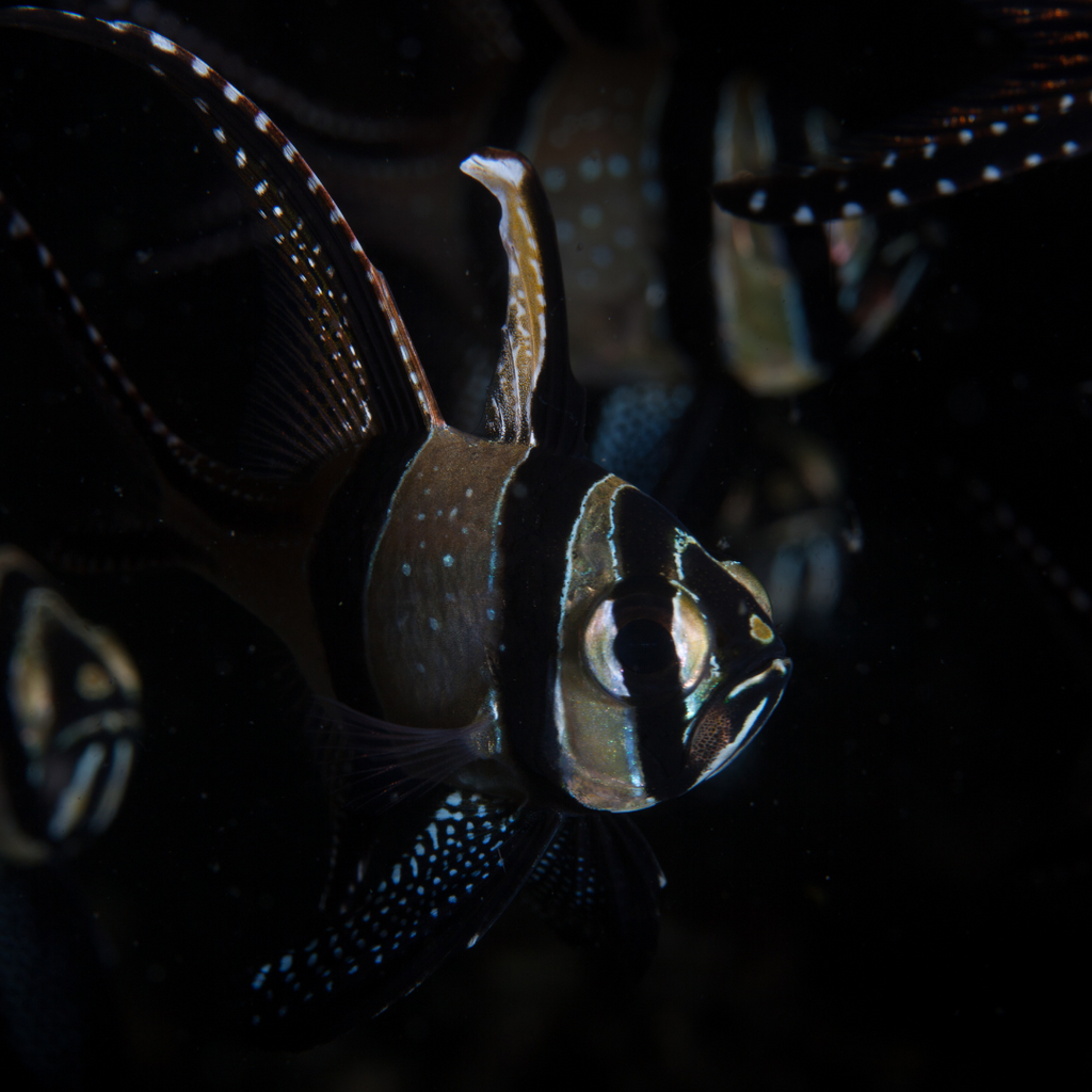 Tips For Keeping & Caring For Nocturnal Reef Fish – Reefco Aquariums