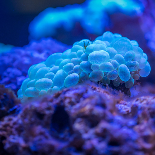 The best low-light corals for aquariums – Reefco Aquariums