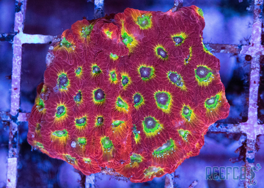 Favia Coral Care Guide | Reefco Aquariums