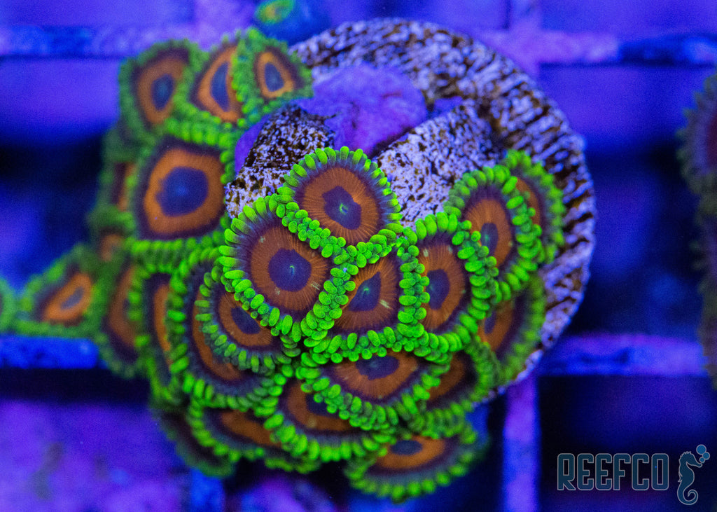 Best Corals for Nano Aquariums | Reefco Aquariums Guide