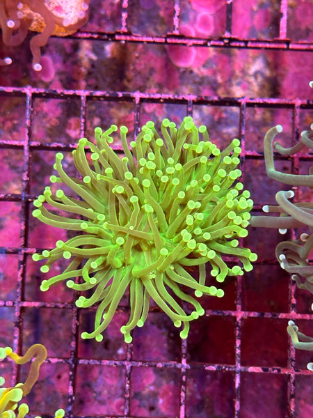 Sour Lemon Torch – Reefco Aquariums