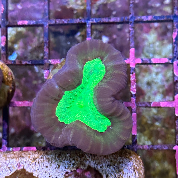 Alien Eye Candy Cane – Reefco Aquariums