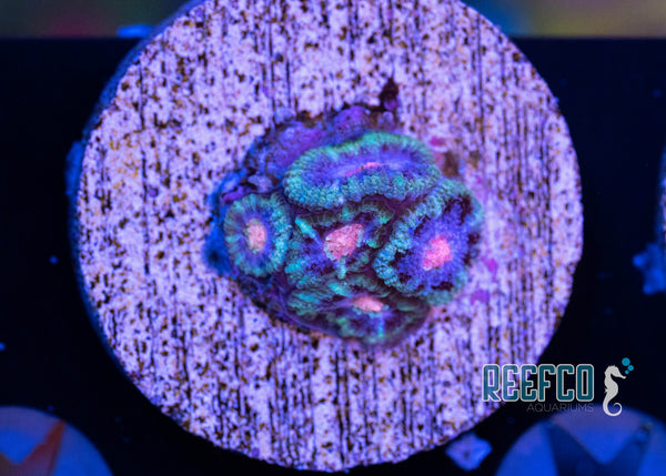 Blue Dream Micromussa – Reefco Aquariums