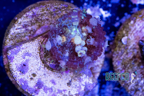 PowerBall Bounce – Reefco Aquariums