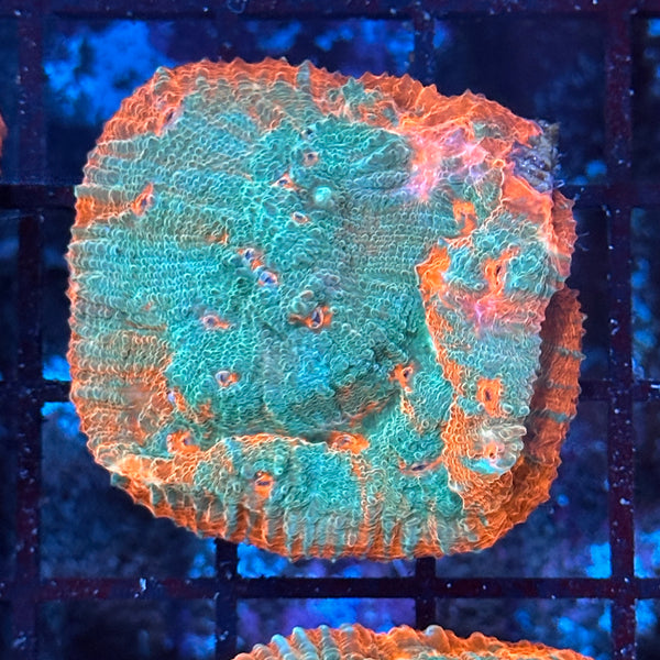 Shark Bite Chalice – Reefco Aquariums