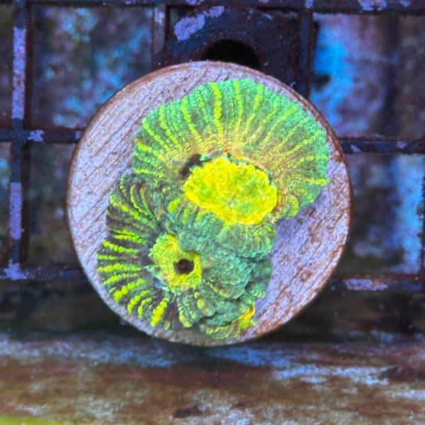 Reef Titan Favia – Reefco Aquariums