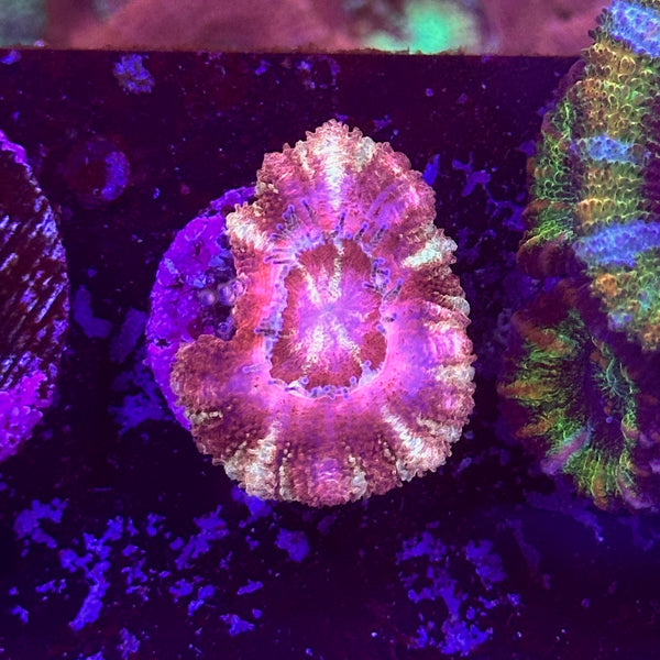 Red Asian Acan – Reefco Aquariums