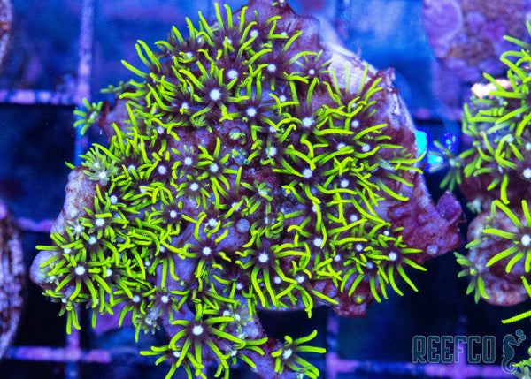 Green Star Polyps – Reefco Aquariums