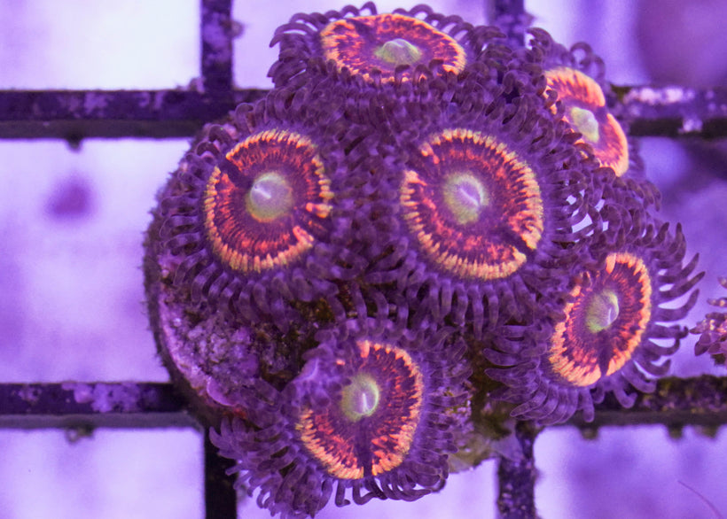 Transform Your Aquarium with the Best Zoas | Reefco Aquariums