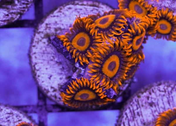 Orange Oxide Zoanthids – Reefco Aquariums