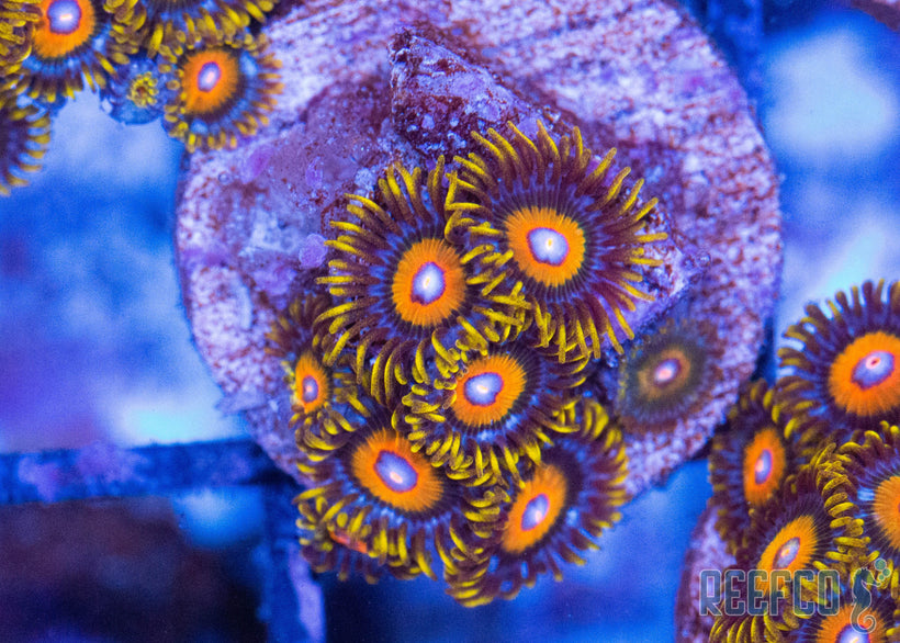 Transform Your Aquarium with the Best Zoas | Reefco Aquariums