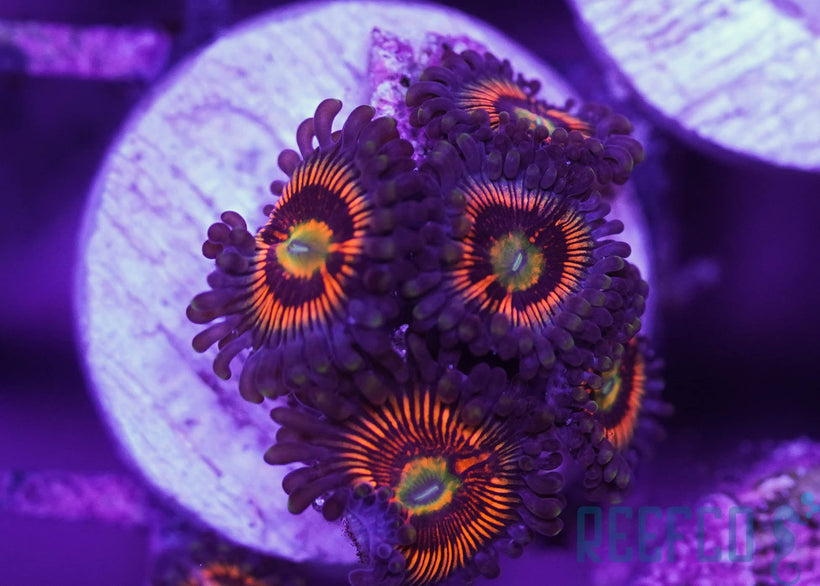 Transform Your Aquarium with the Best Zoas | Reefco Aquariums